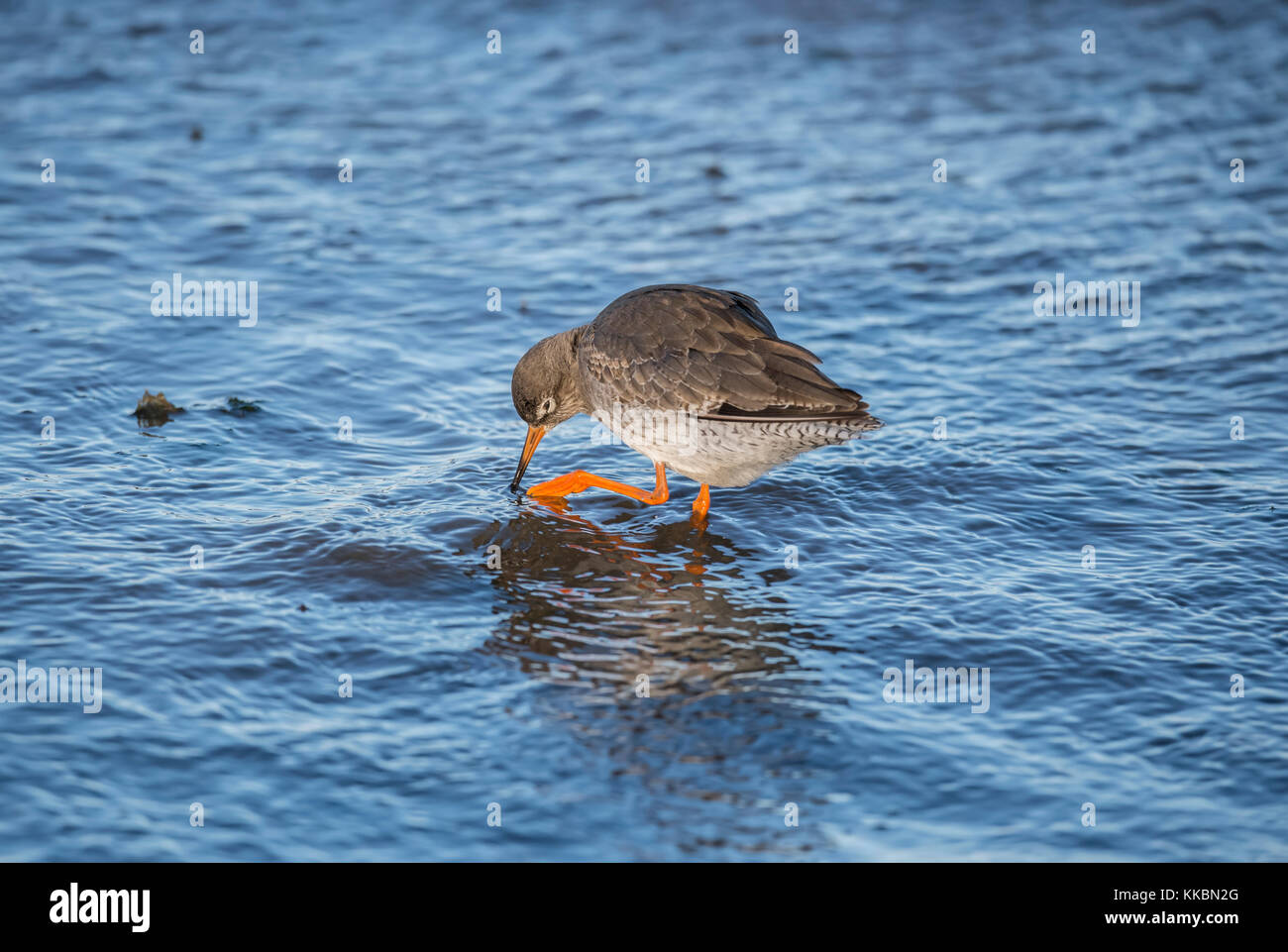 Redshank foraging for food at the shoreline on the east coast of ...