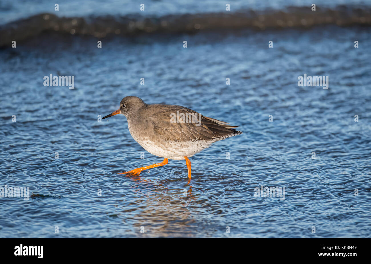 Redshank foraging for food at the shoreline on the east coast of ...