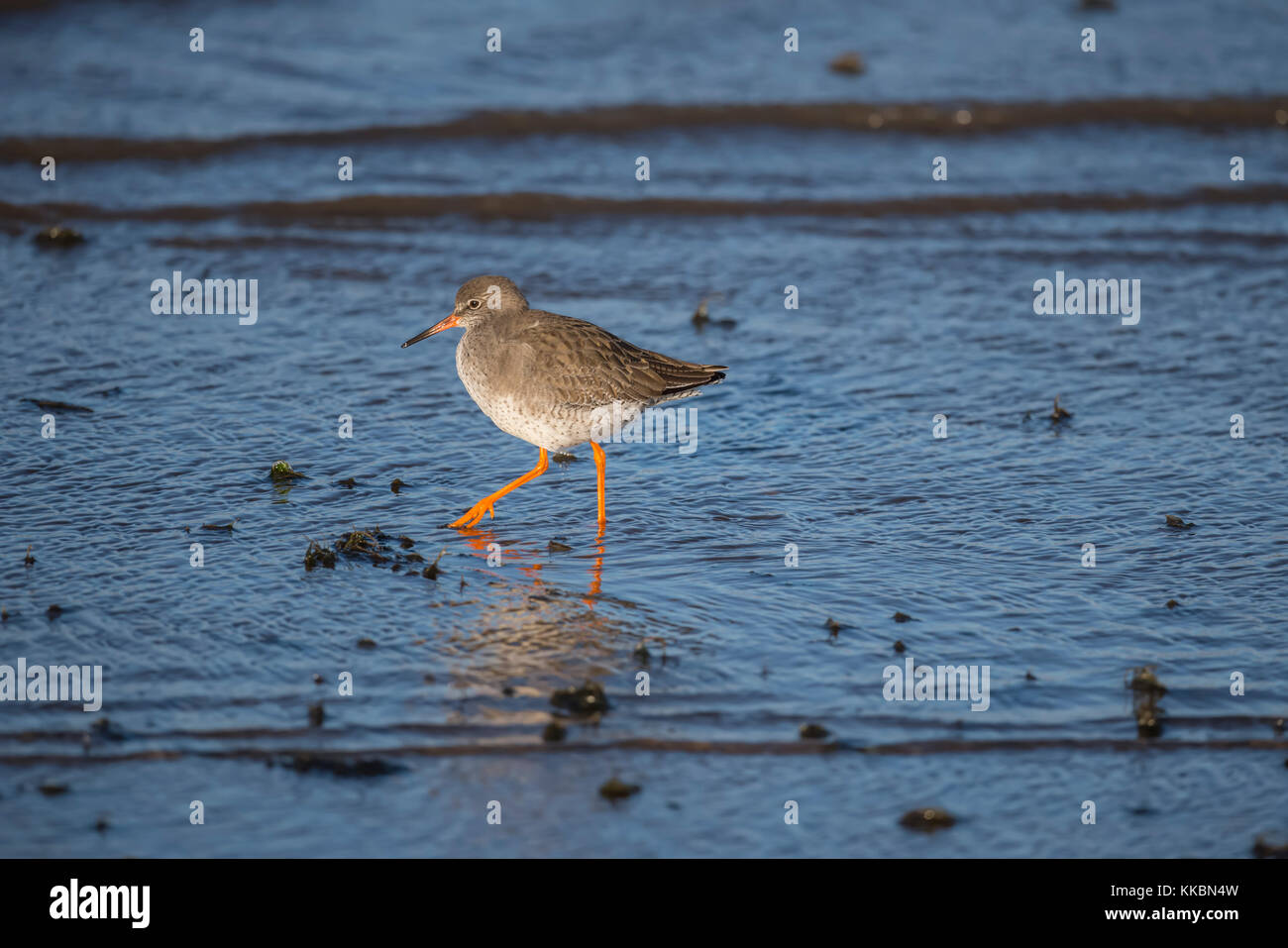Redshank foraging for food at the shoreline on the east coast of ...