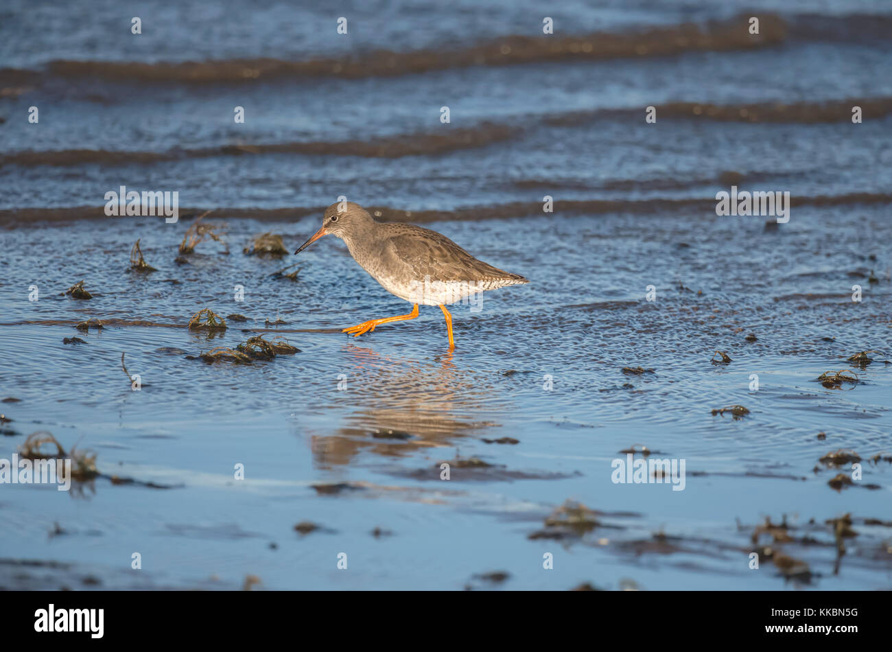 Redshank foraging for food at the shoreline on the east coast of ...