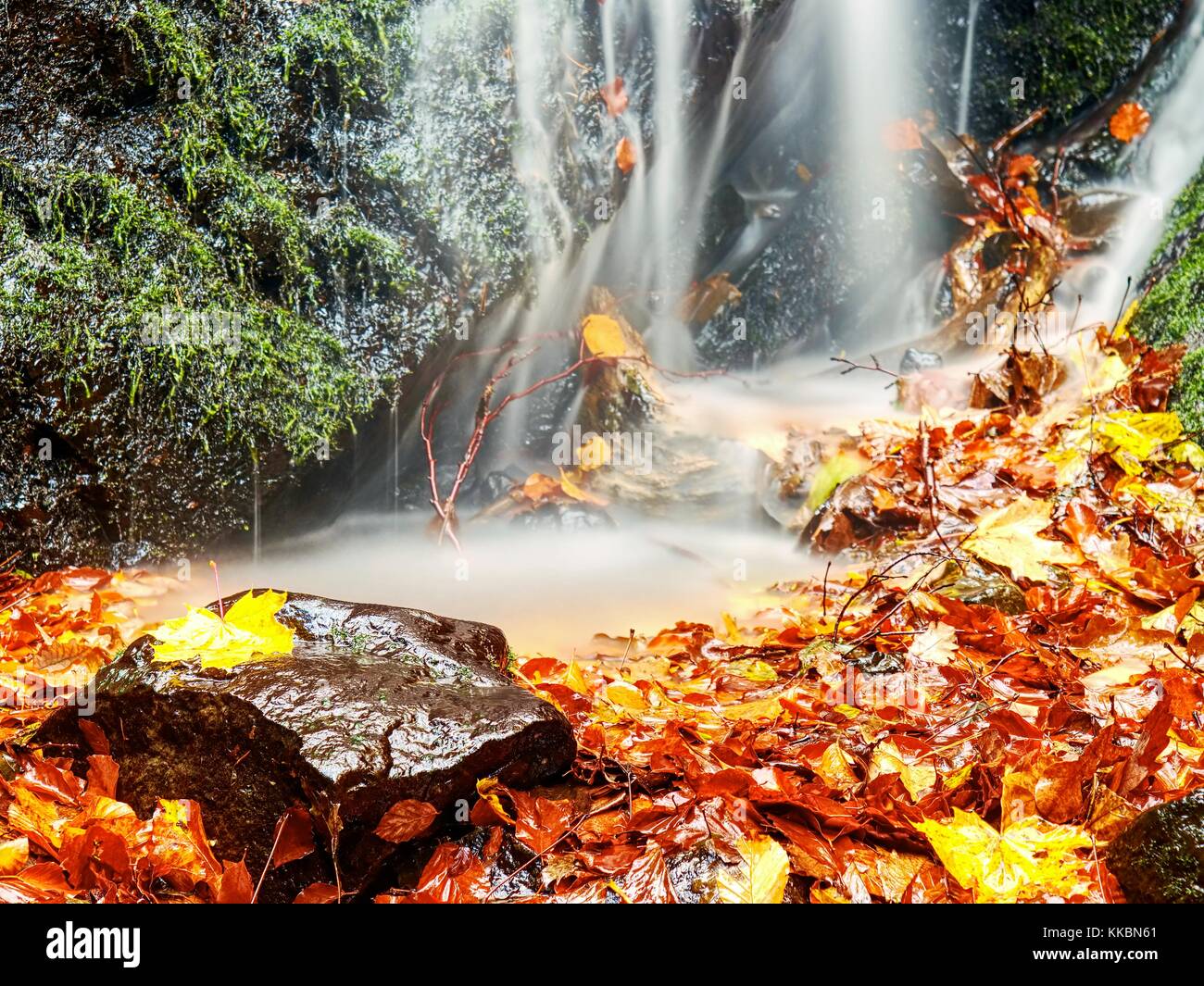Colorful leaves caught in mountain stream. Bright autumn colors in ...
