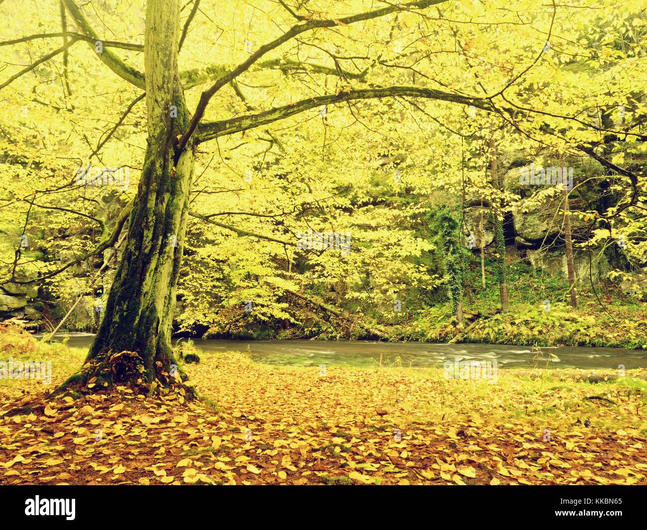 Autumn river. Colorful autumn river bank at rapid stream, under golden ...