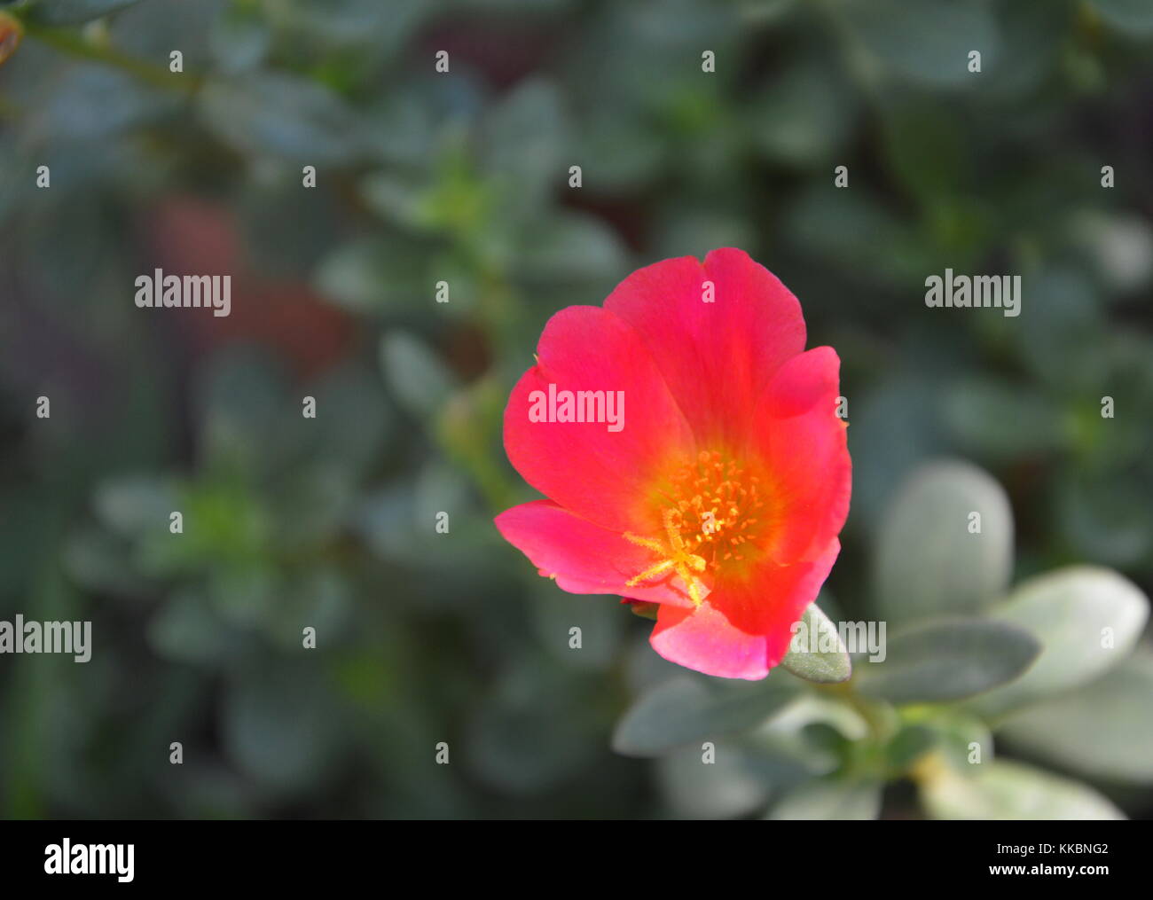 red rose moss blooming in garden Stock Photo - Alamy