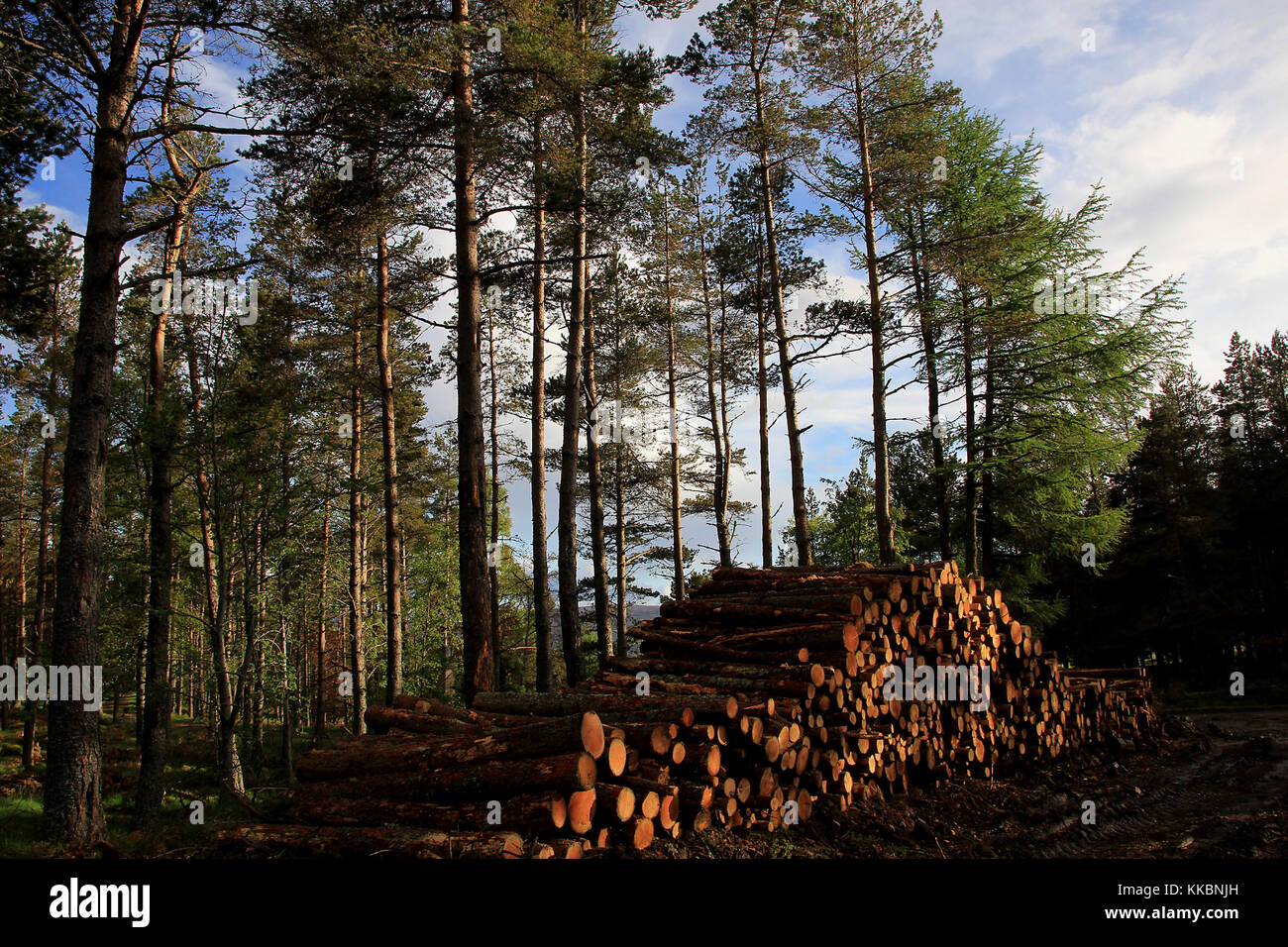 Tree harvest of conifer, Scots Pine, in Aberdeenshire, Scotland Stock ...