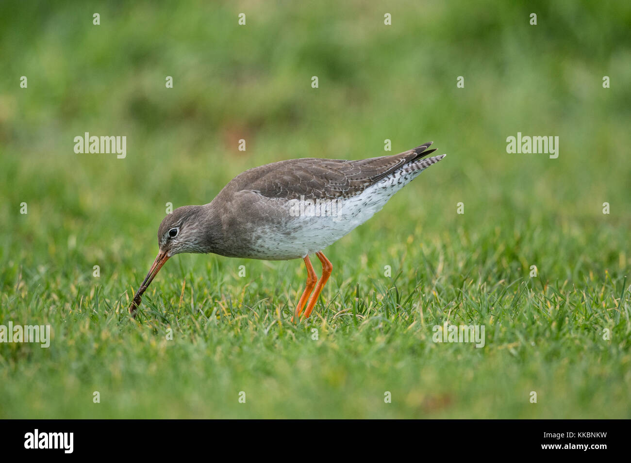 Redshank foraging for food in the winter in a frozen flooded field ...