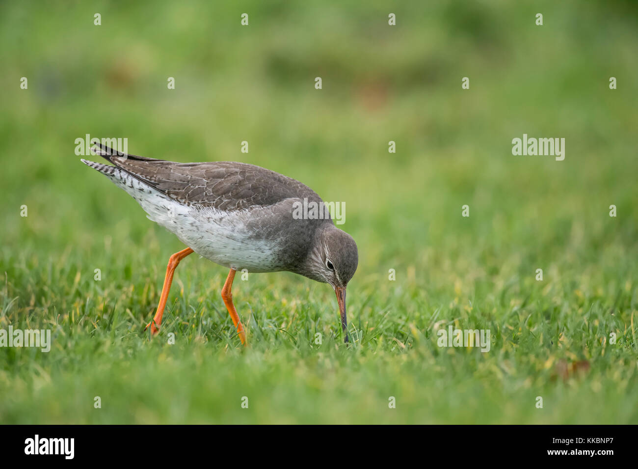 Redshank foraging for food in the winter in a frozen flooded field ...