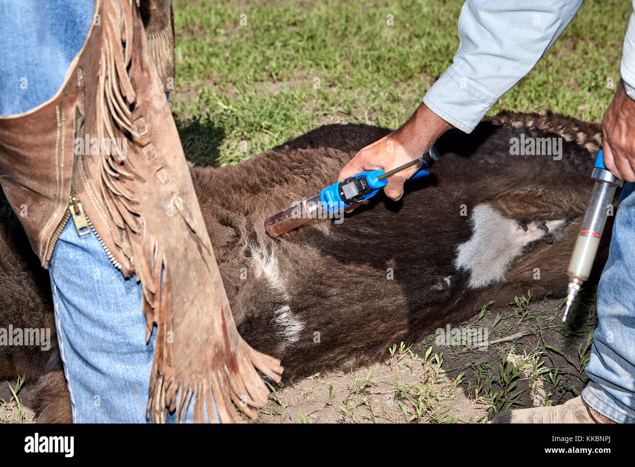 Cattle castration hi-res stock photography and images - Alamy