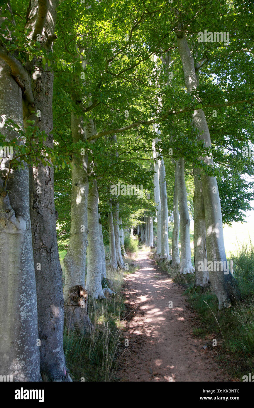A path between two rows of windbreak beech trees on the edge of Tarland ...