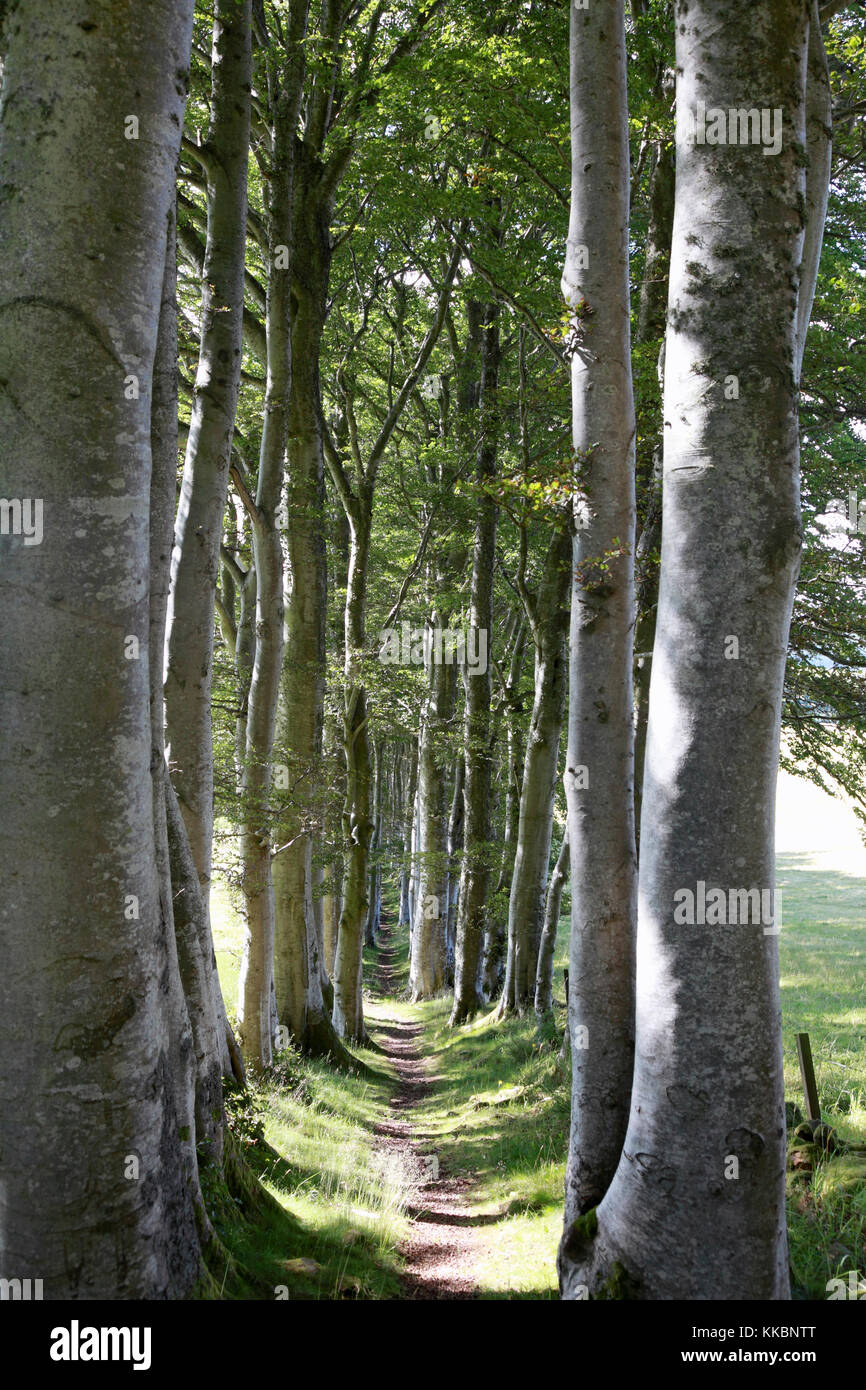 A path between two rows of windbreak beech trees on the edge of Tarland ...