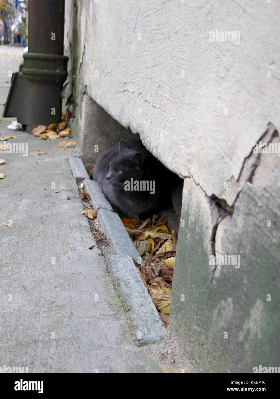 Wildcat hiding side view Stock Photo - Alamy
