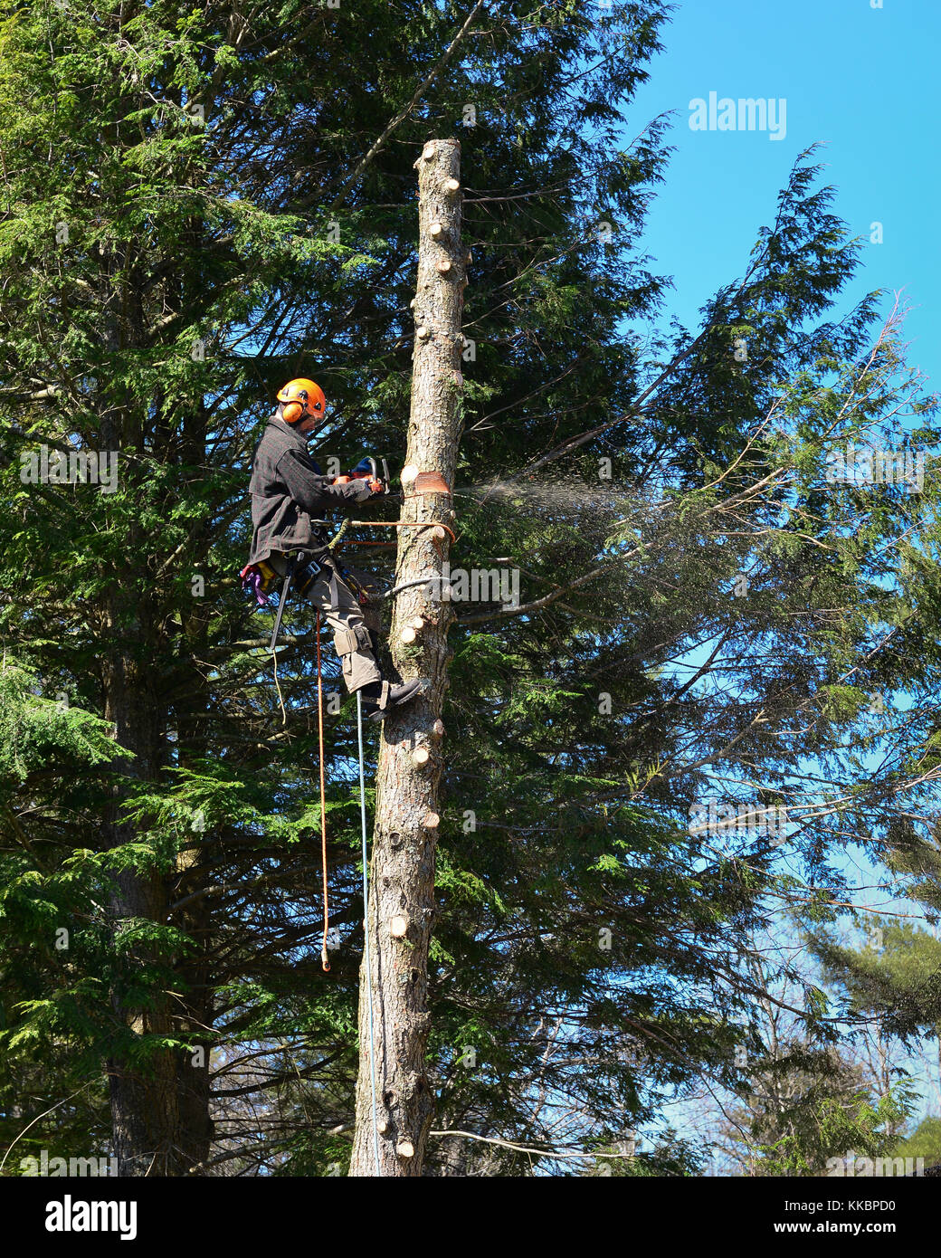 Professional arborist climbing a tall hemlock tree and cutting the bare ...