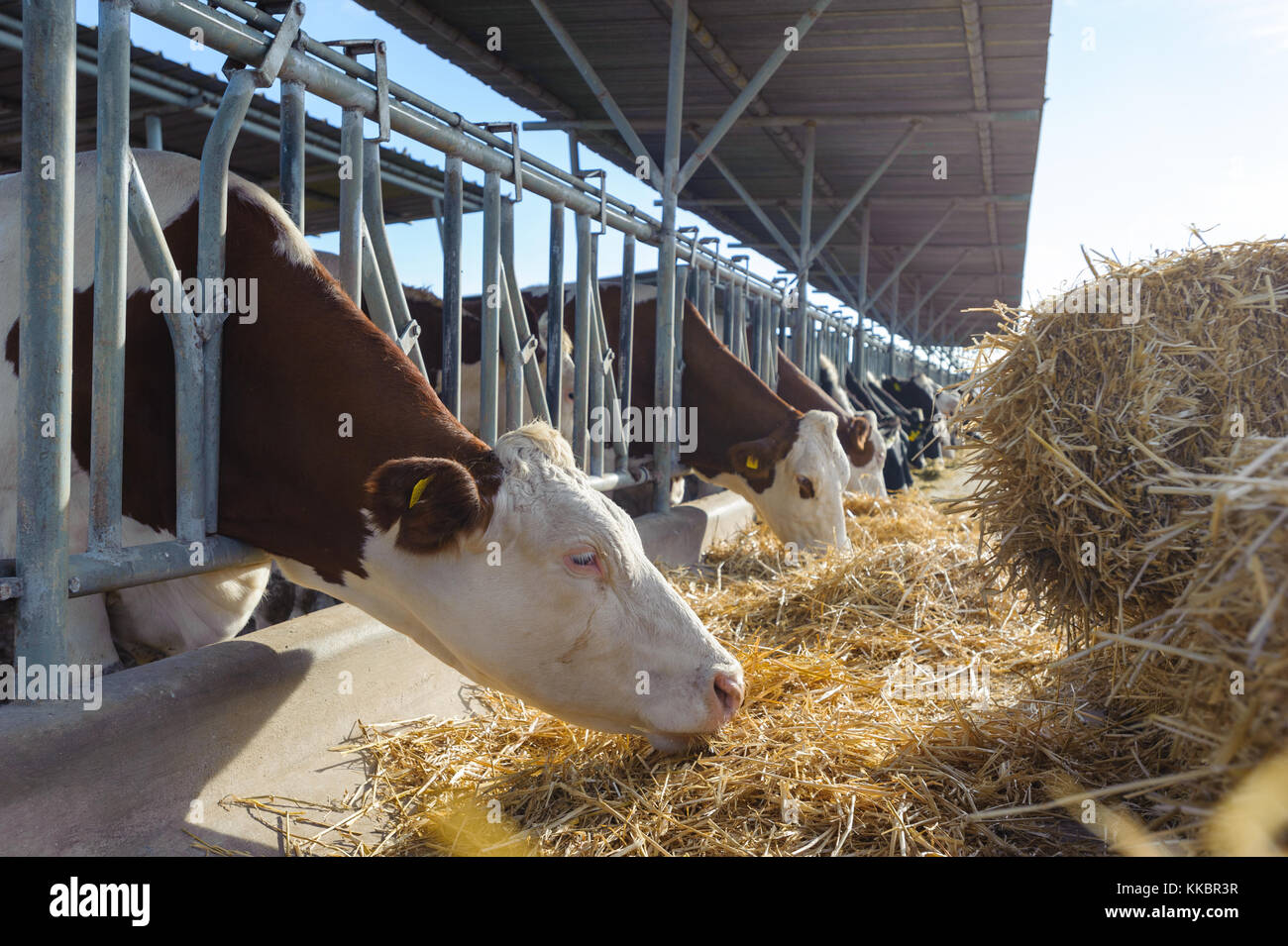 Row of cow eating dry hay Stock Photo - Alamy