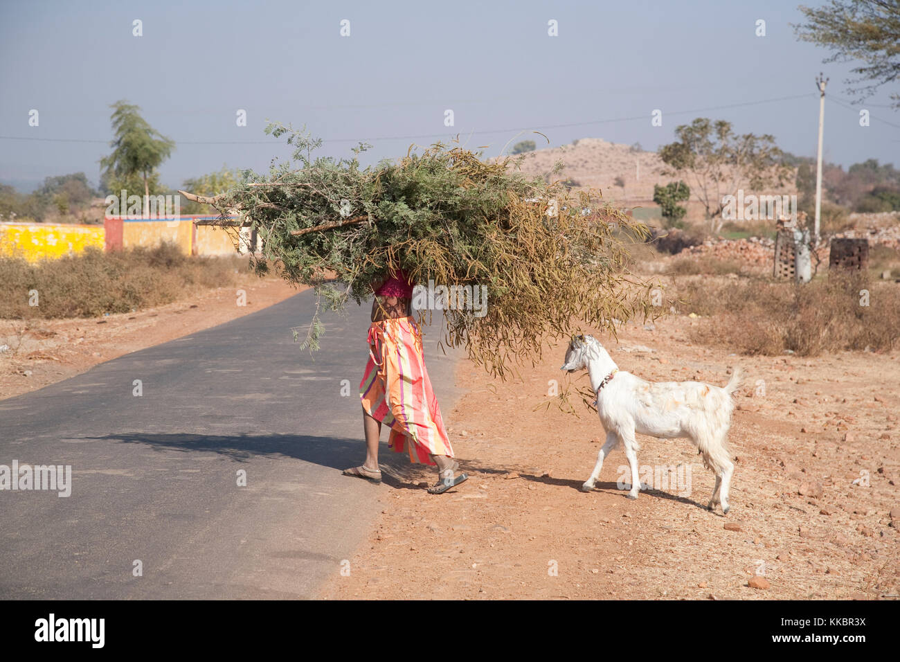 A woman carries tree branches across a country road followed by a white ...