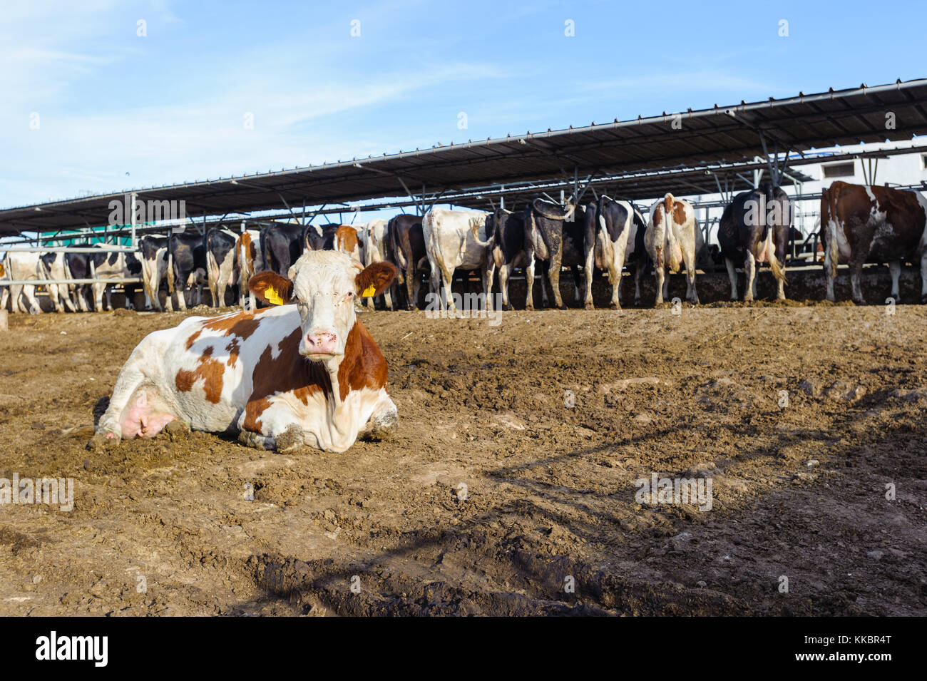Sitting behind a row of cows Stock Photo - Alamy