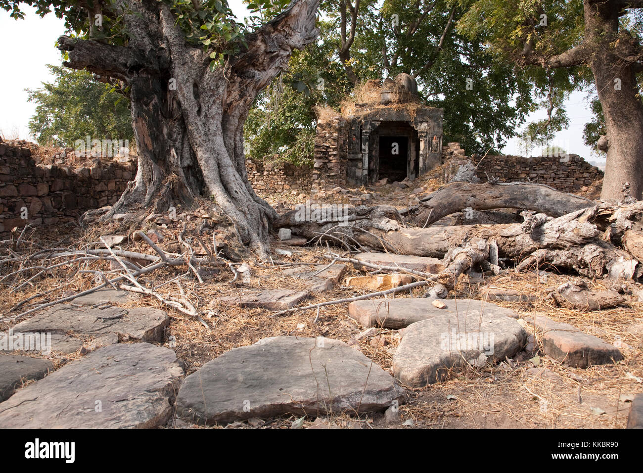 Rajasthan trees hi-res stock photography and images - Alamy