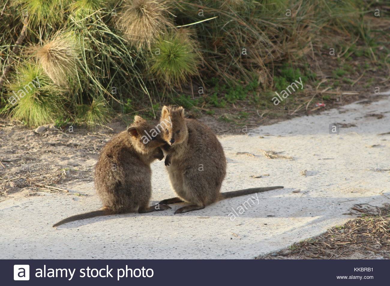 Quokka Quokkas High Resolution Stock Photography and Images - Alamy