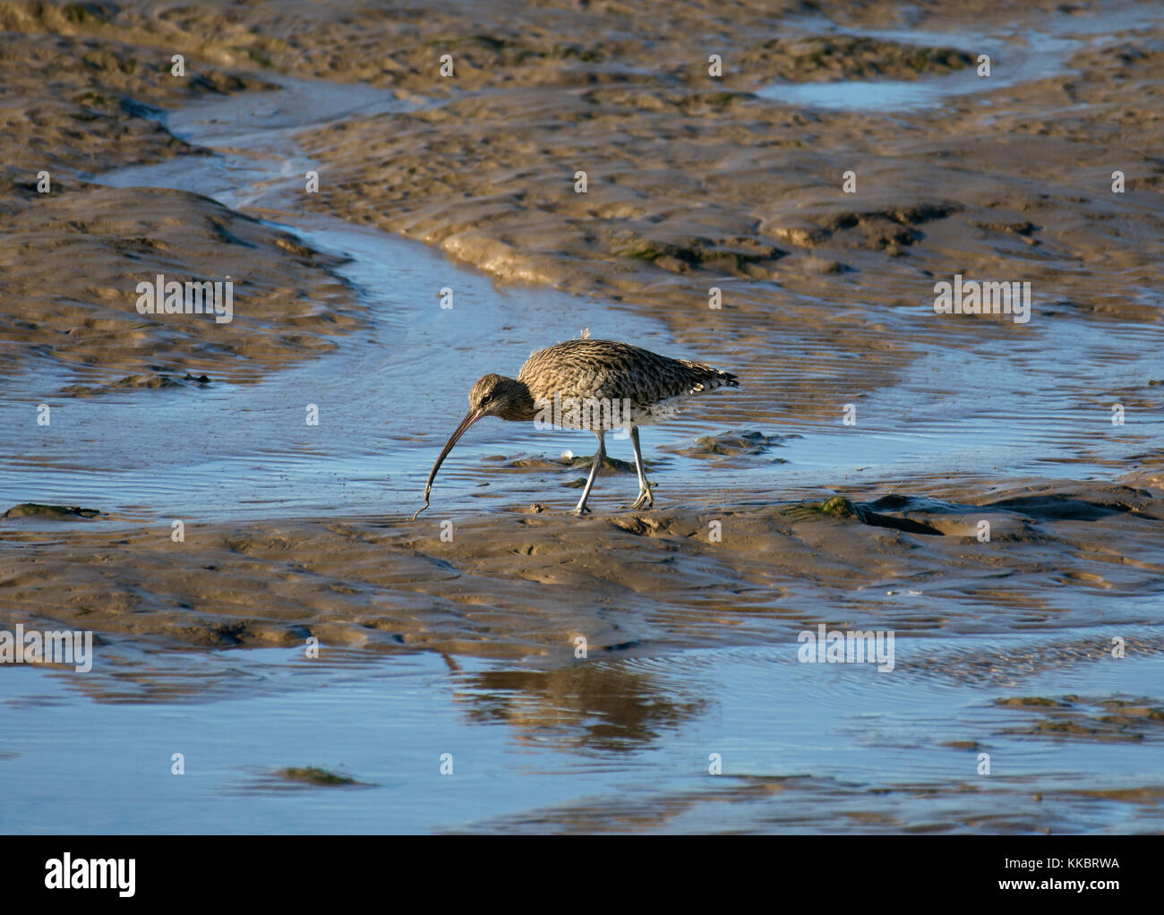 Mudflat habitat birds hi-res stock photography and images - Alamy