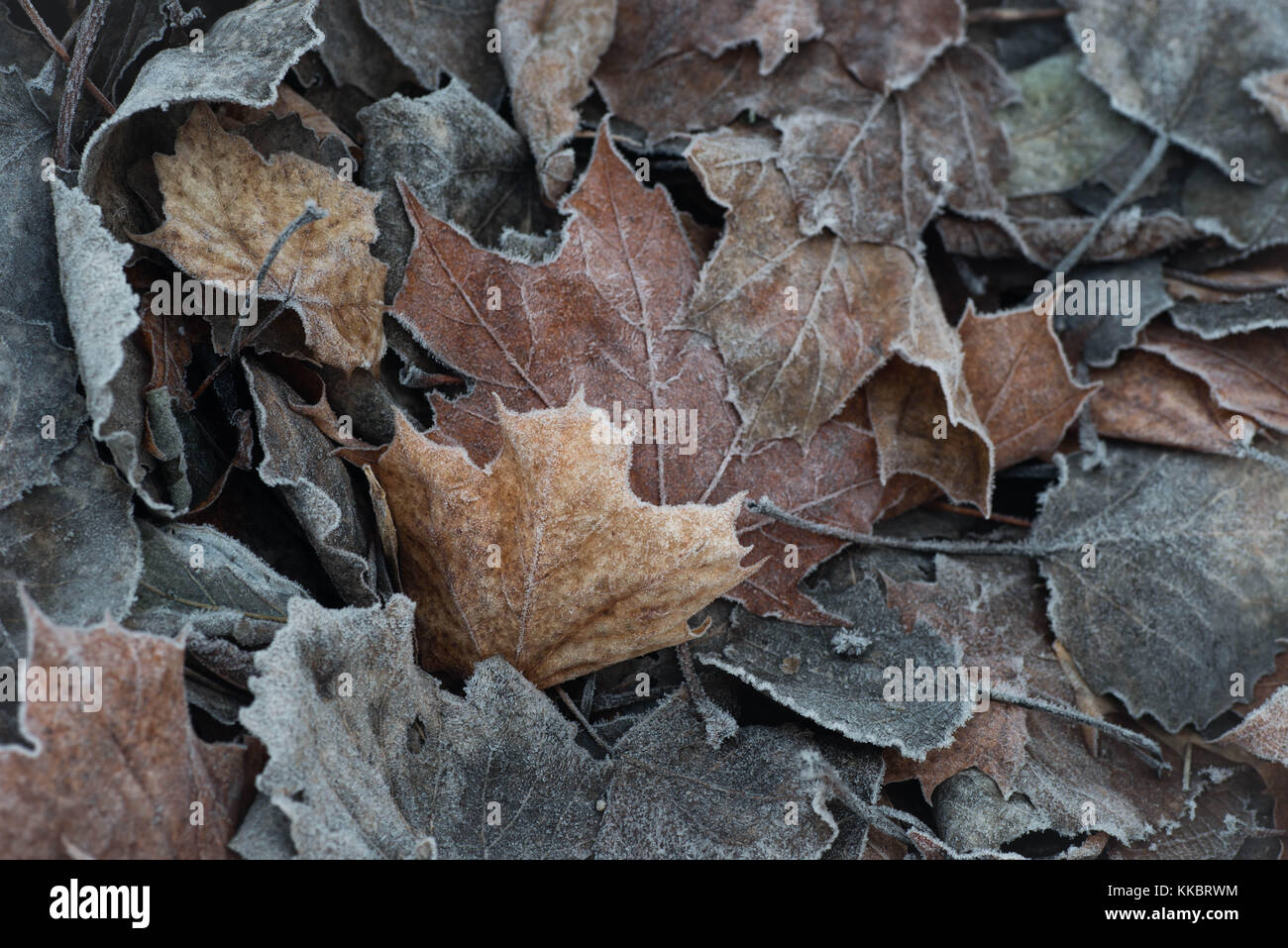 Snow covered dead leaves hi-res stock photography and images - Alamy
