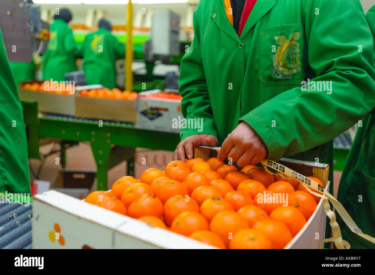 women selecting and preparing mandarins for export Stock Photo - Alamy