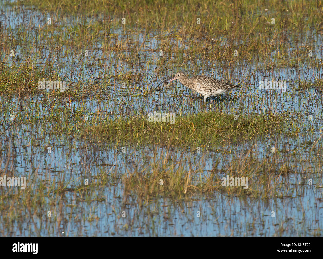 Mudflat habitat birds hi-res stock photography and images - Alamy