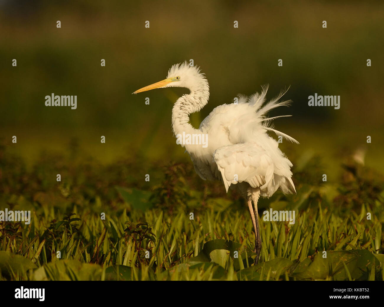 Danube Delta Birds Stock Photo - Alamy