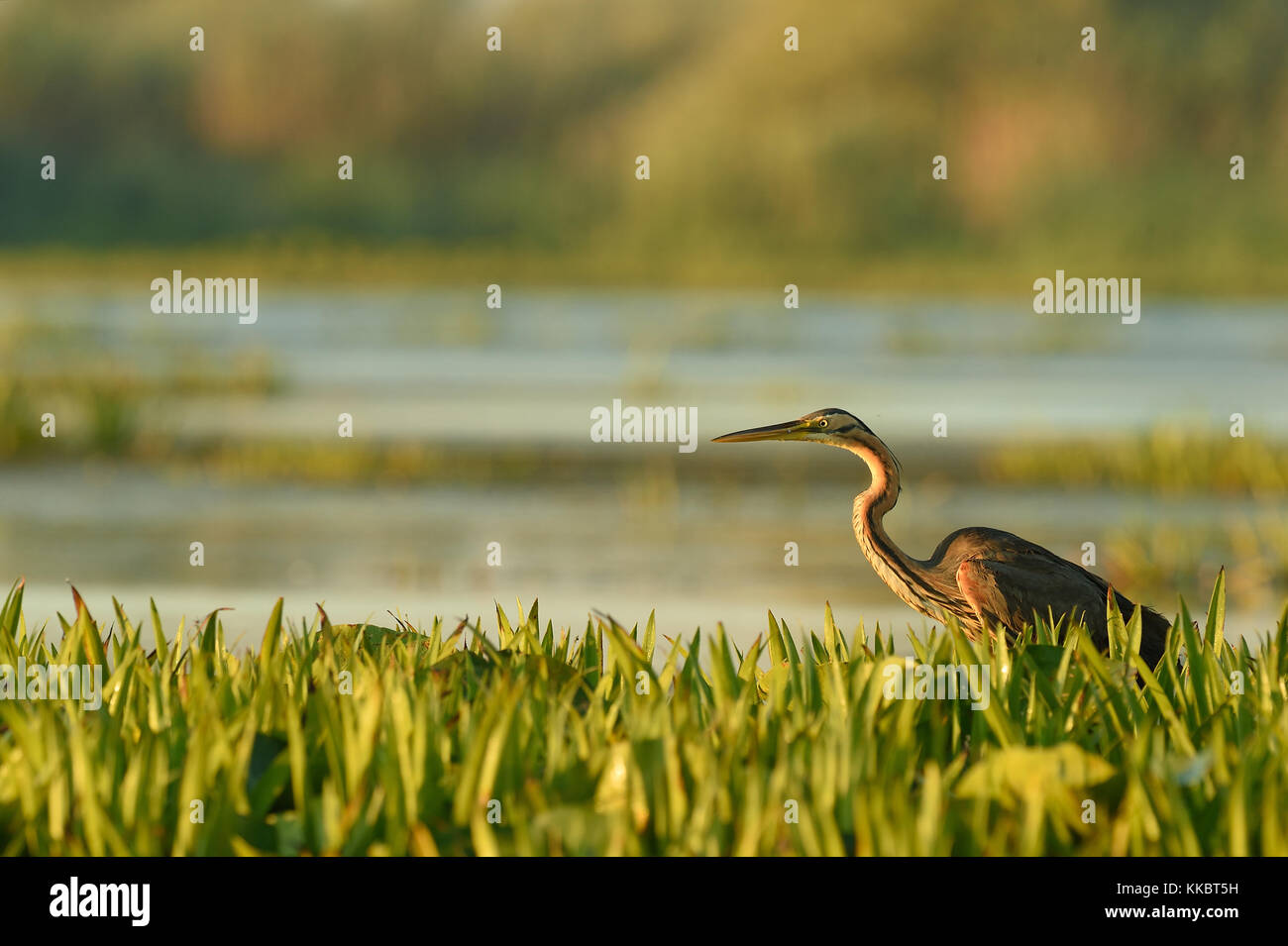 Danube Delta Birds Stock Photo - Alamy
