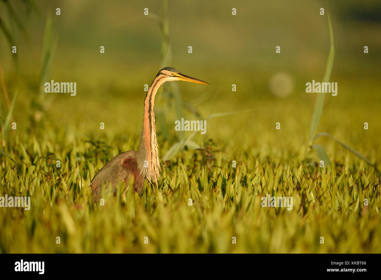 Danube Delta Birds Stock Photo - Alamy
