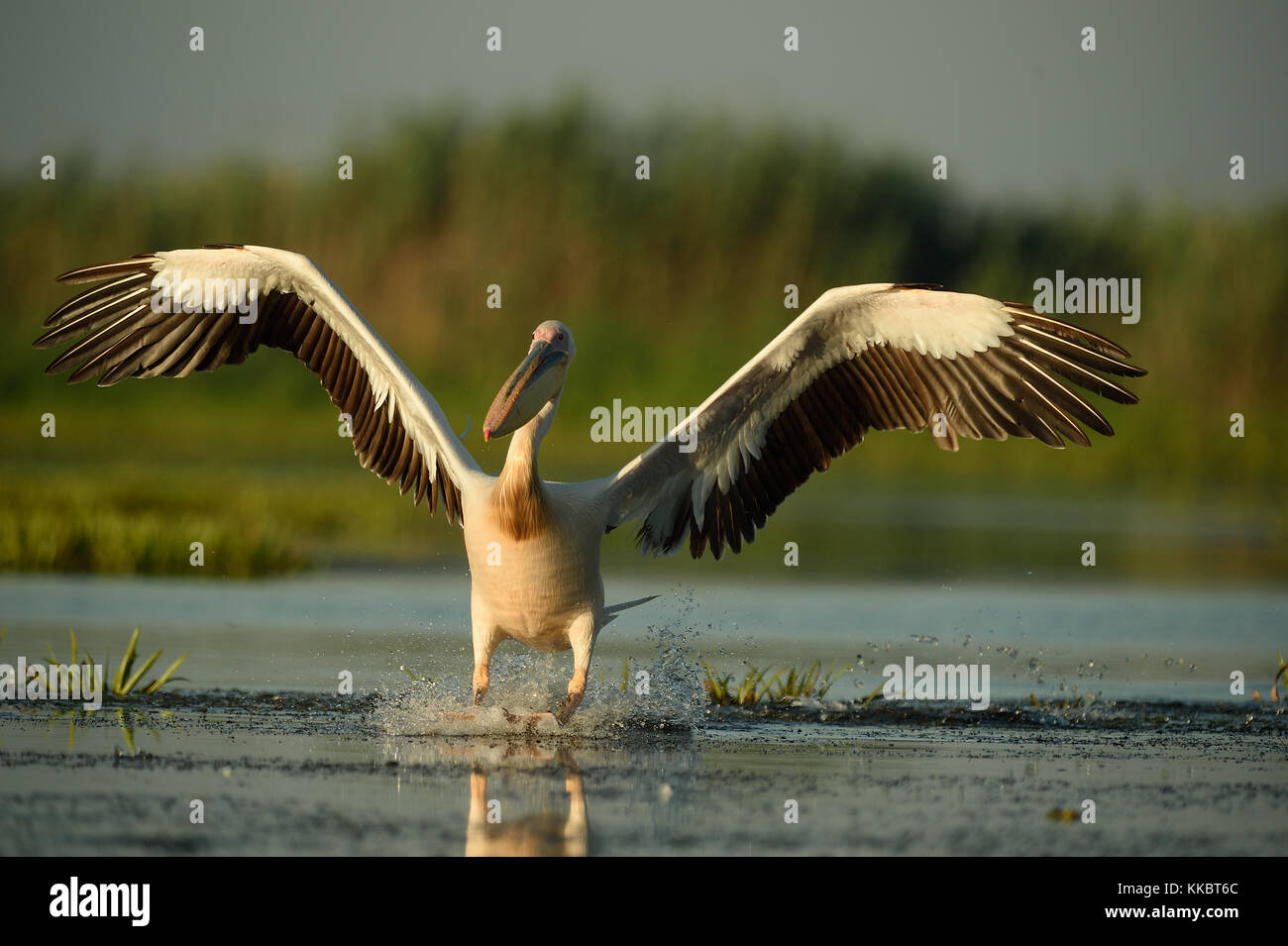 Danube Delta Birds Stock Photo - Alamy
