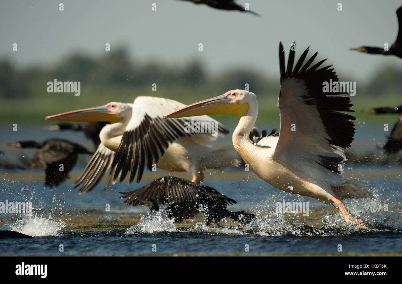 Danube Delta Birds Stock Photo - Alamy