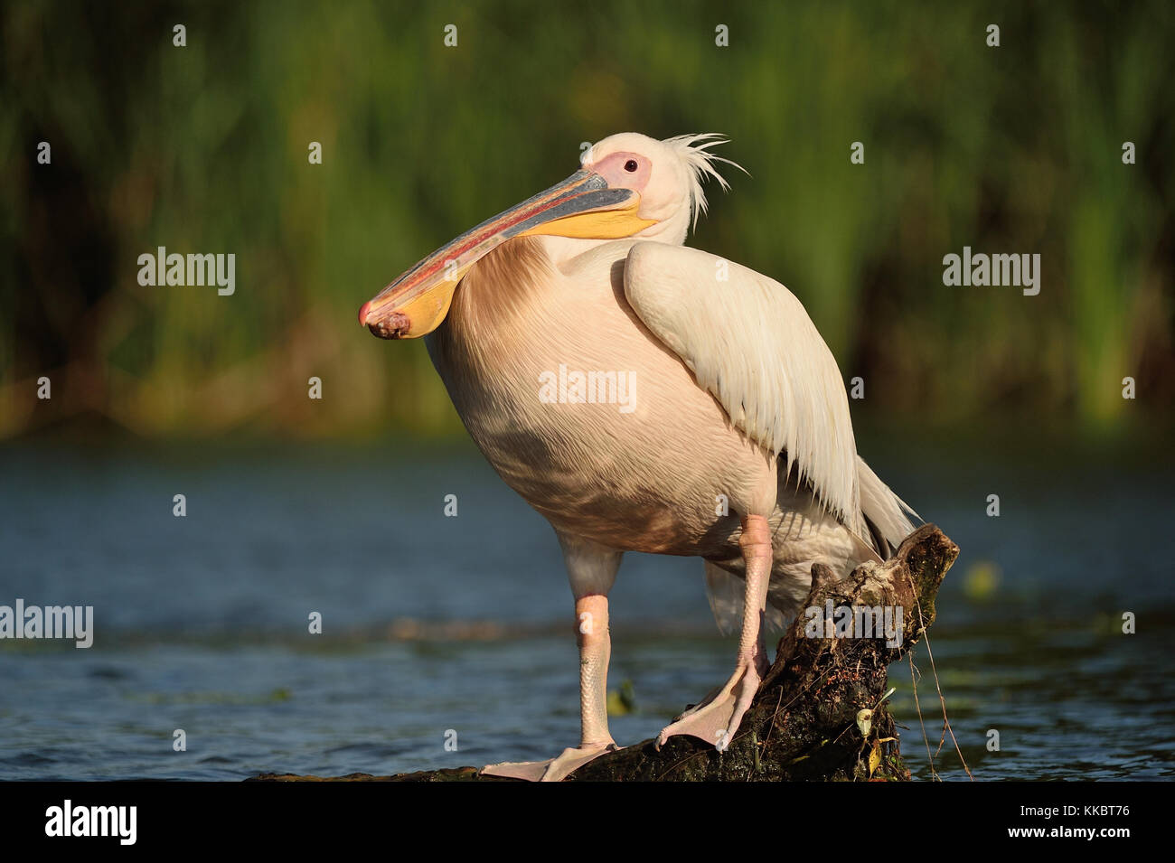 Danube Delta Birds Stock Photo - Alamy