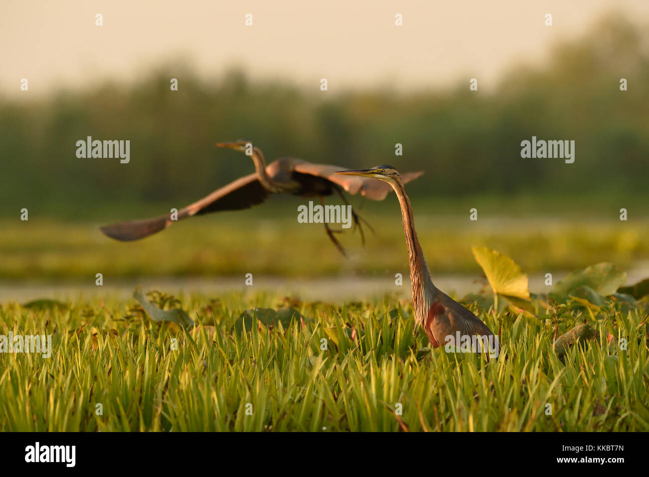 Danube Delta Birds Stock Photo - Alamy