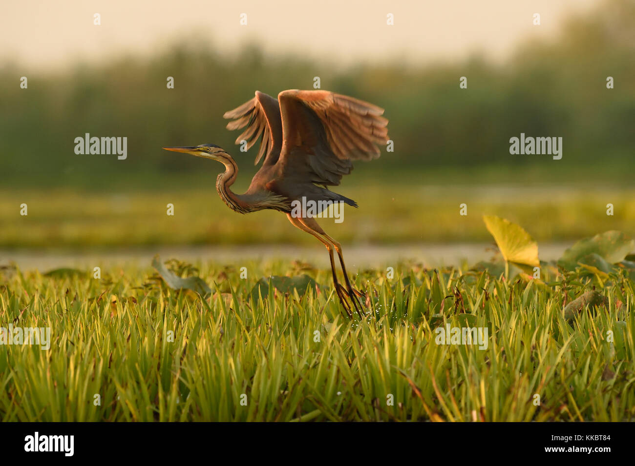 Danube Delta Birds Stock Photo - Alamy