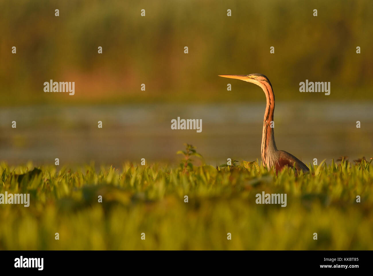 Danube Delta Birds Stock Photo - Alamy