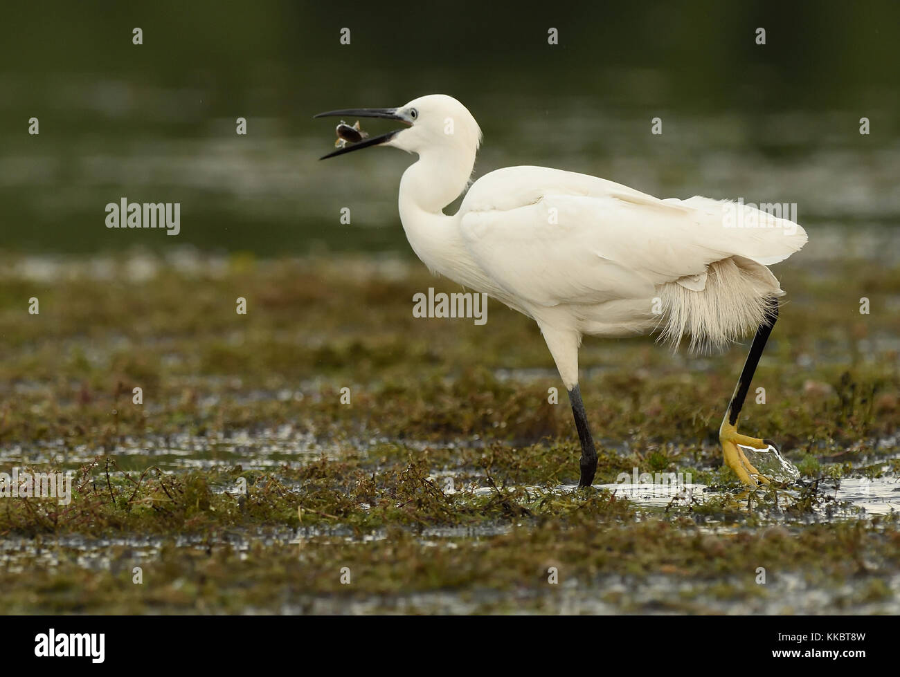Danube Delta Birds Stock Photo - Alamy