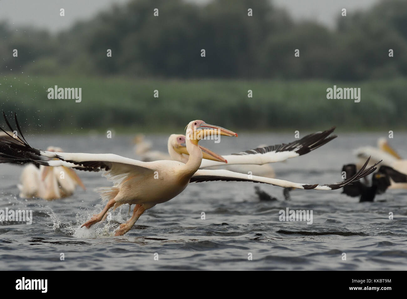 Danube Delta Birds Stock Photo - Alamy