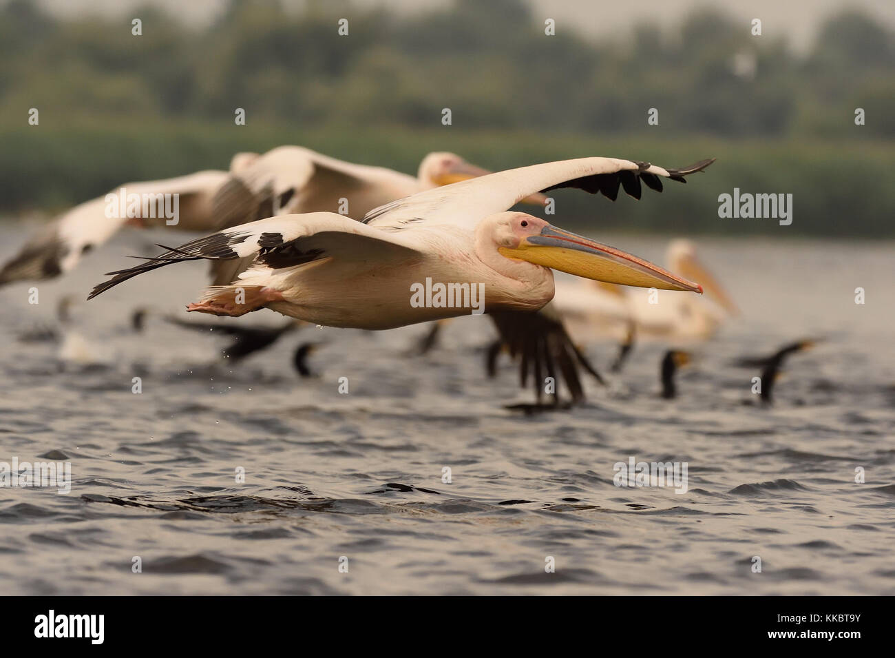Danube Delta Birds Stock Photo - Alamy