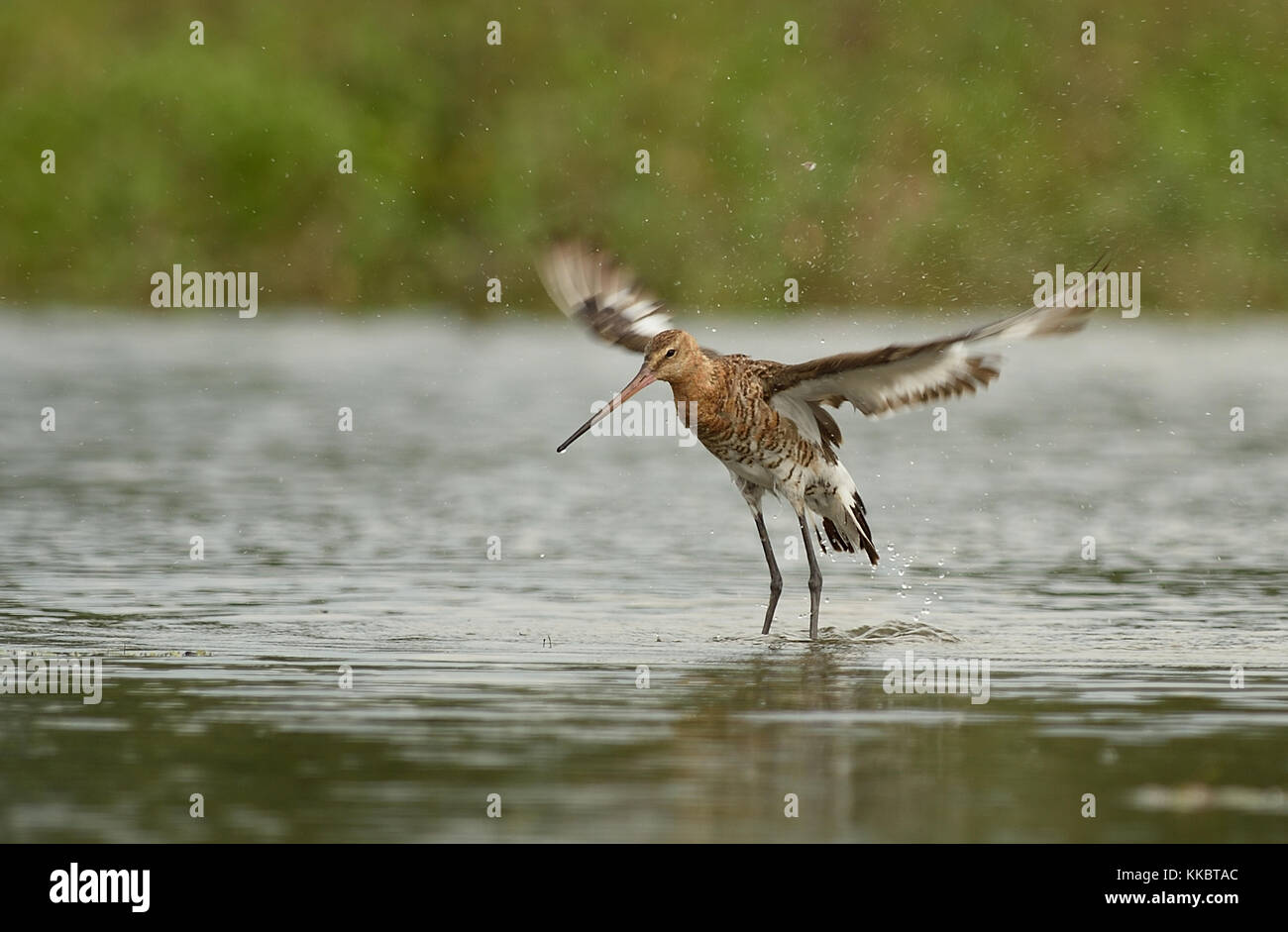 Danube Delta Birds Stock Photo - Alamy