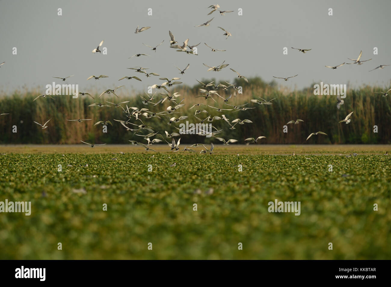 Danube Delta Birds Stock Photo - Alamy
