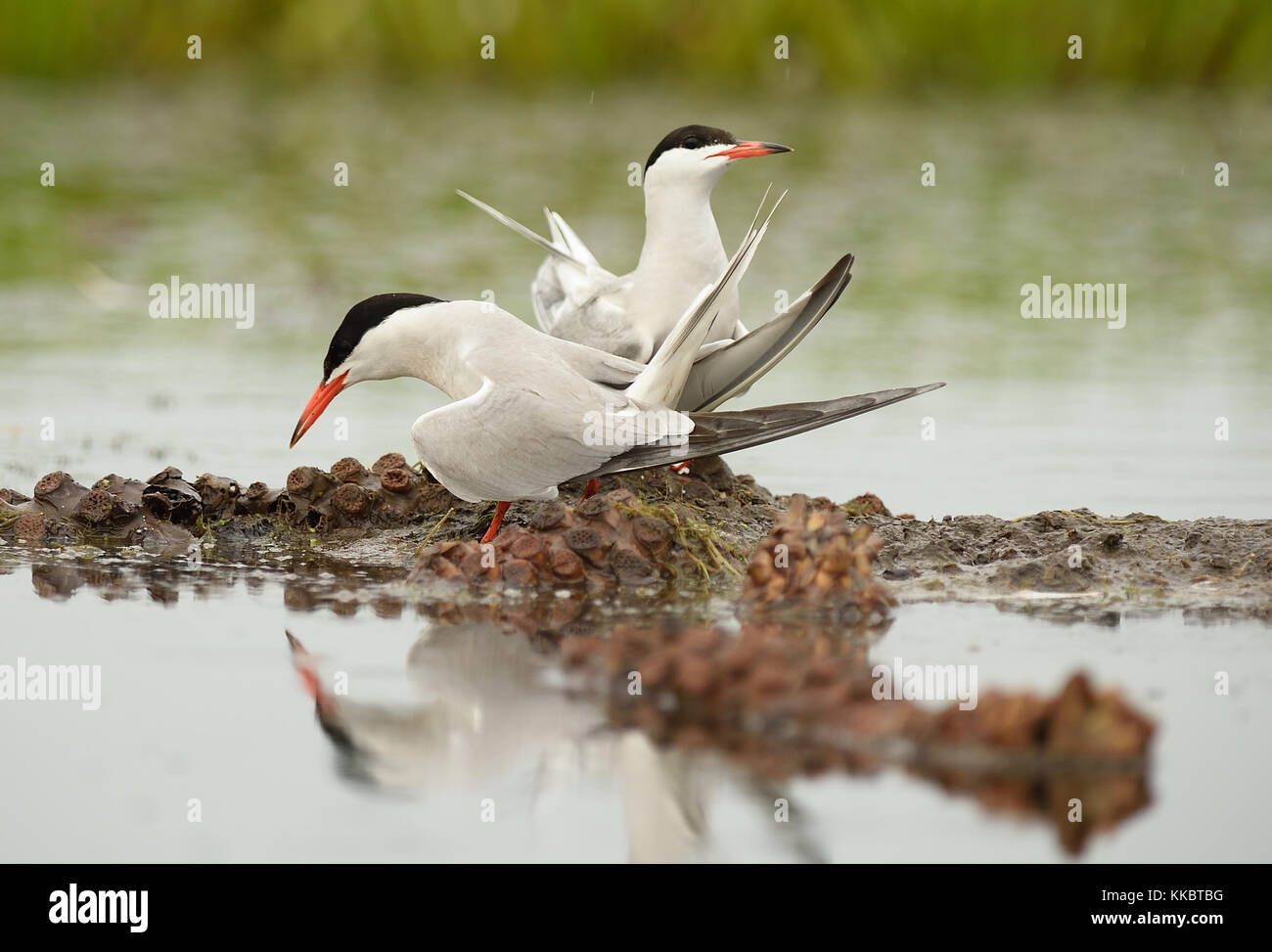 Delta birds hi-res stock photography and images - Alamy