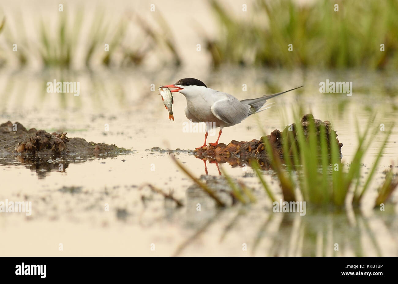 Danube Delta Birds Stock Photo - Alamy