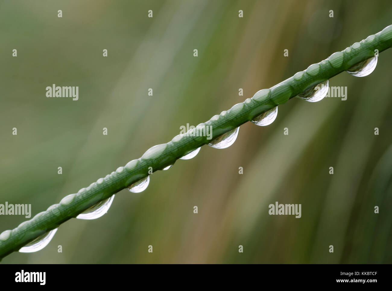 Rain drops on grass stem Stock Photo - Alamy