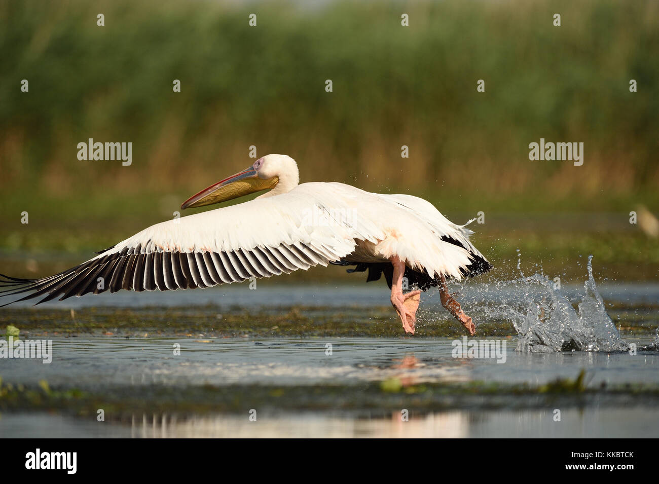 Danube Delta Birds Stock Photo - Alamy