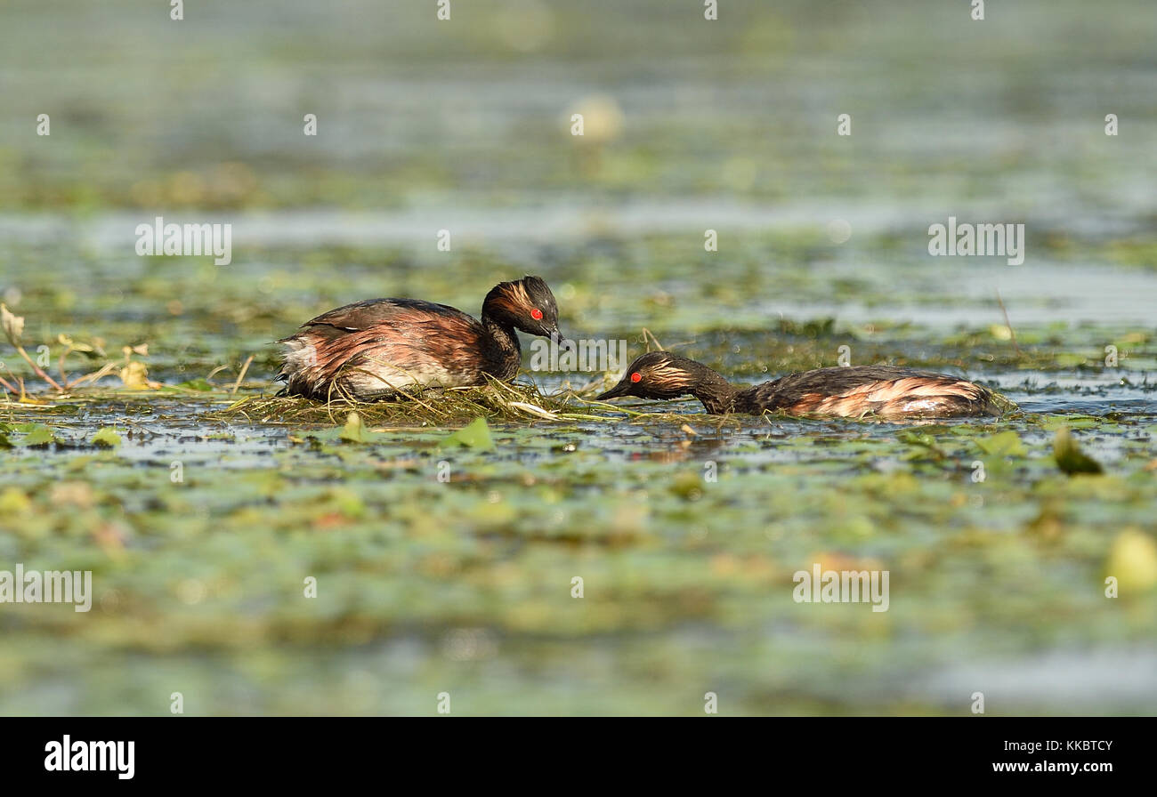 Danube Delta Birds Stock Photo - Alamy