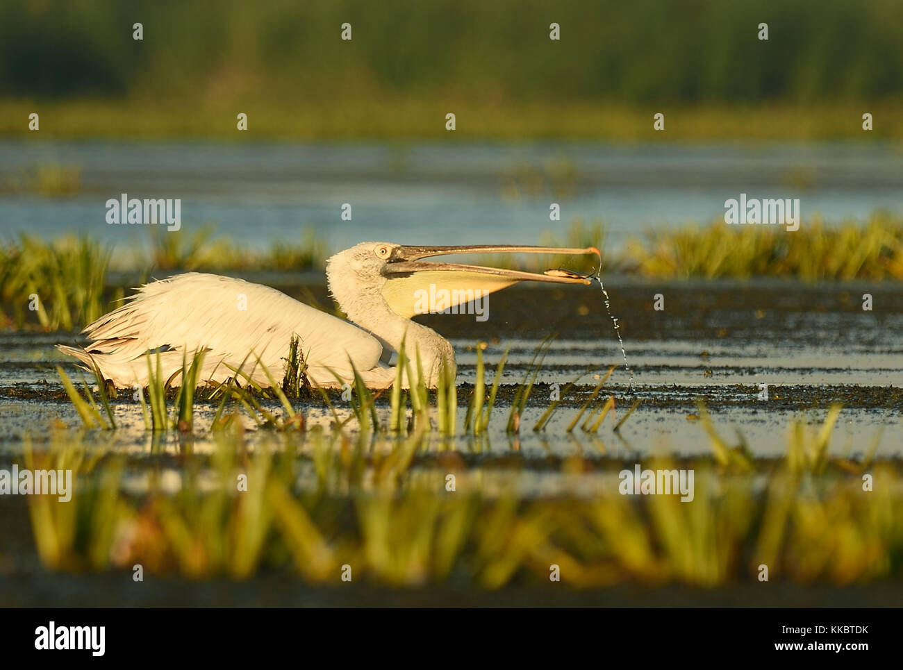 Danube Delta Birds Stock Photo - Alamy