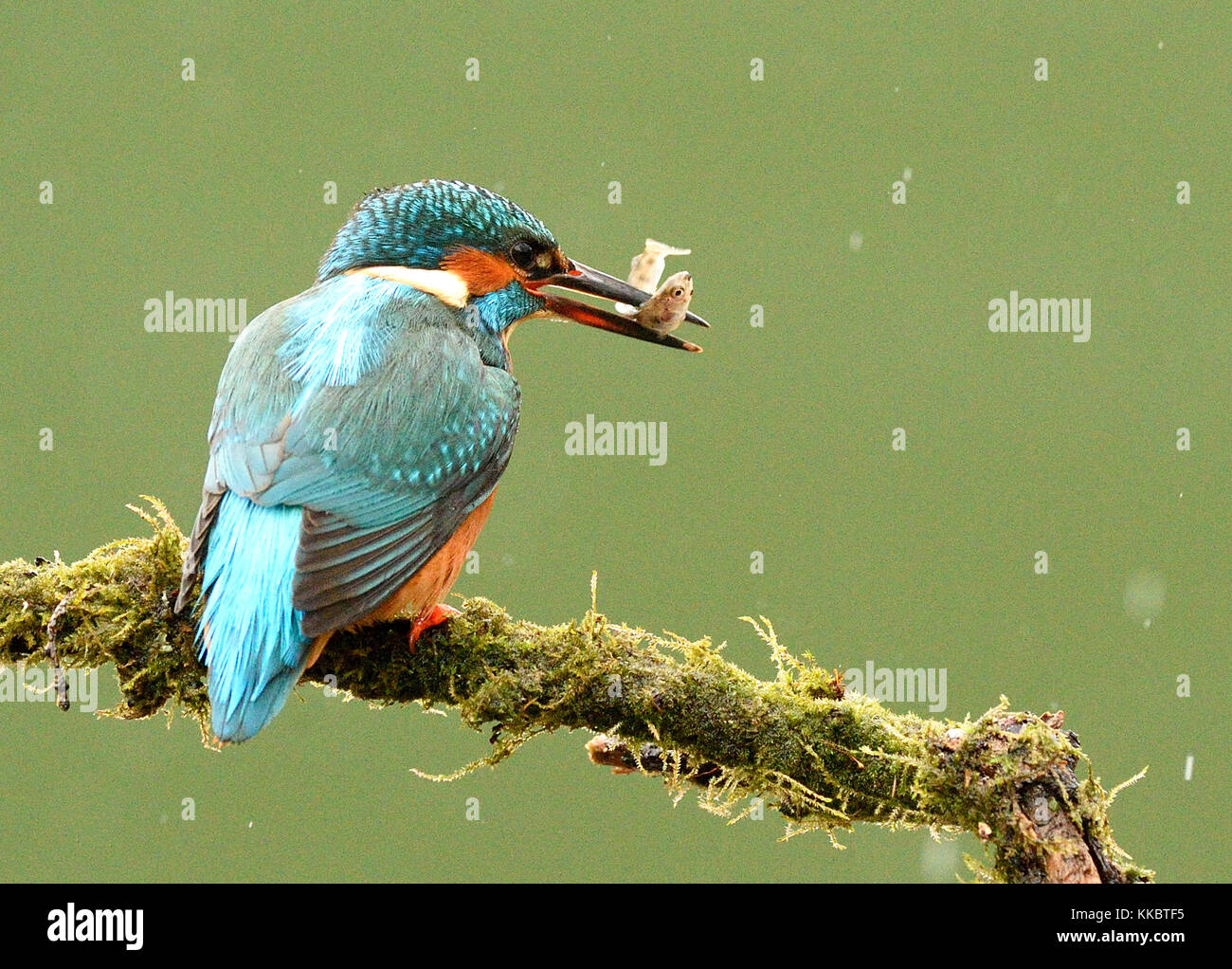 Trigger fish nest hi-res stock photography and images - Alamy