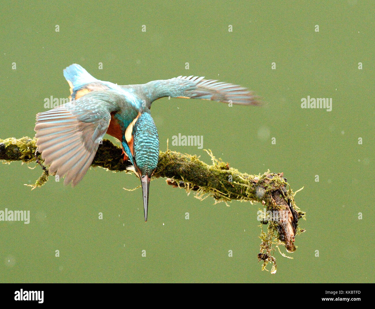 Trigger fish nest hi-res stock photography and images - Alamy