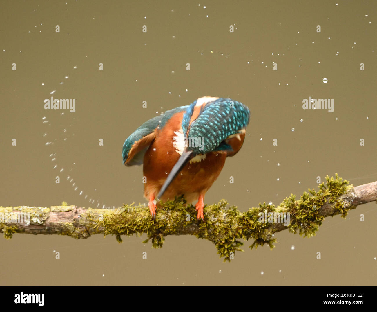 Trigger fish nest hi-res stock photography and images - Alamy