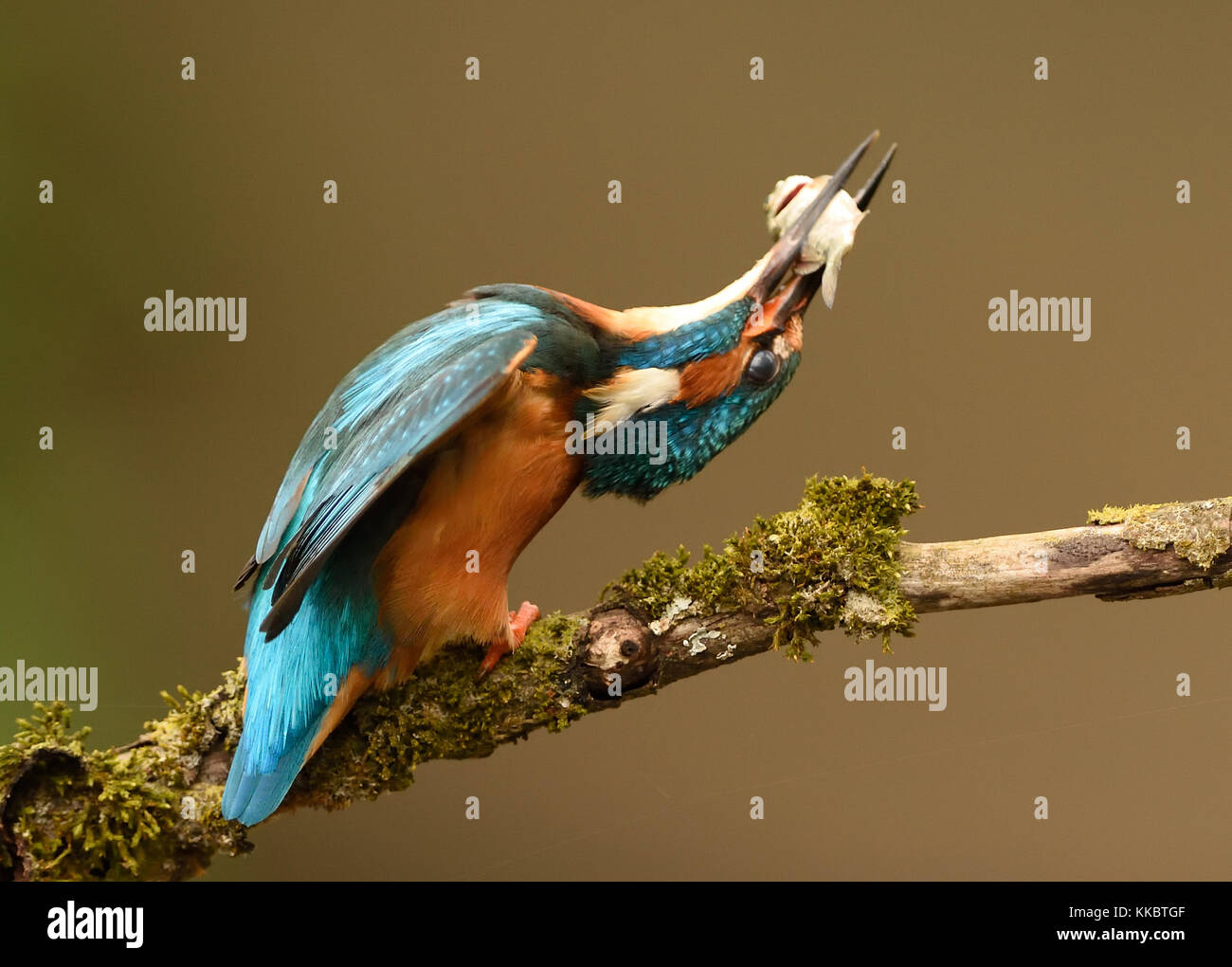 Trigger fish nest hi-res stock photography and images - Alamy