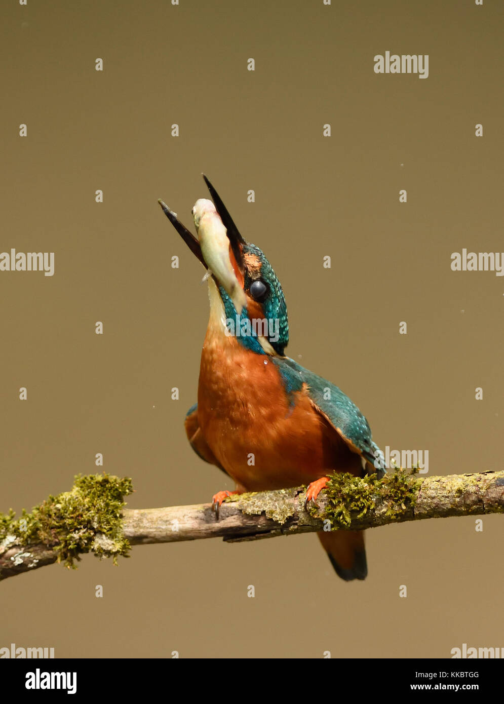 Trigger fish nest hi-res stock photography and images - Alamy