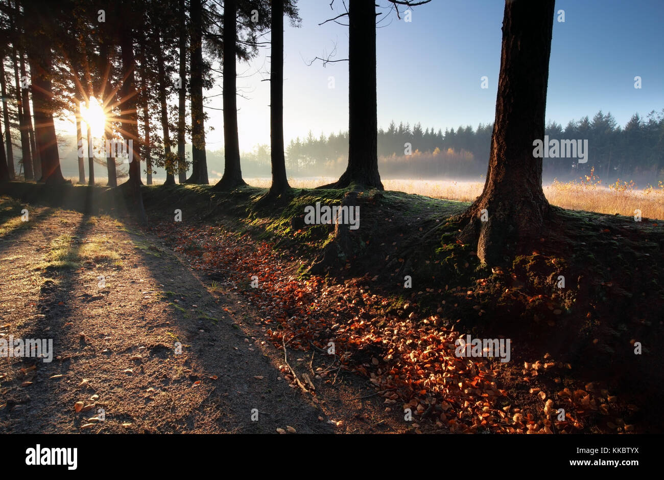 morning sunshine through trees in autumn forest Stock Photo - Alamy